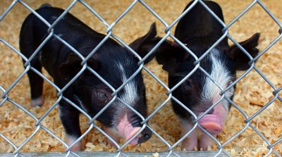 5 Hog Breeds for the Backyard Homesteader - Countryside